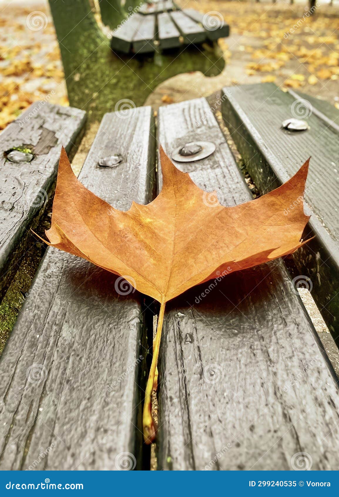 Autumn leaf on the bench stock image. Image of leaves - 299240535