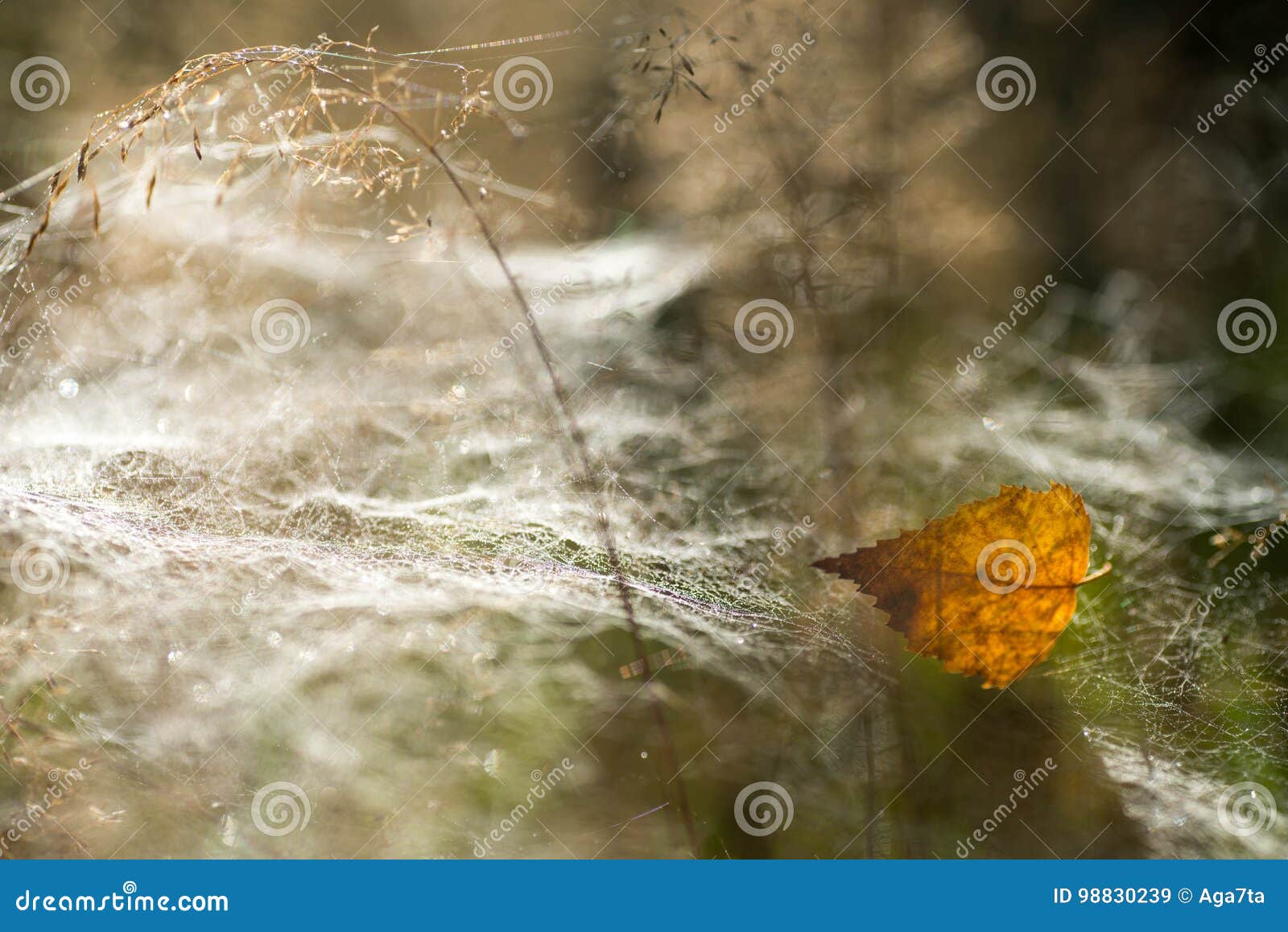 Fallen Autumn Leaf in Cobweb Selective Focus Stock Image - Image of ...