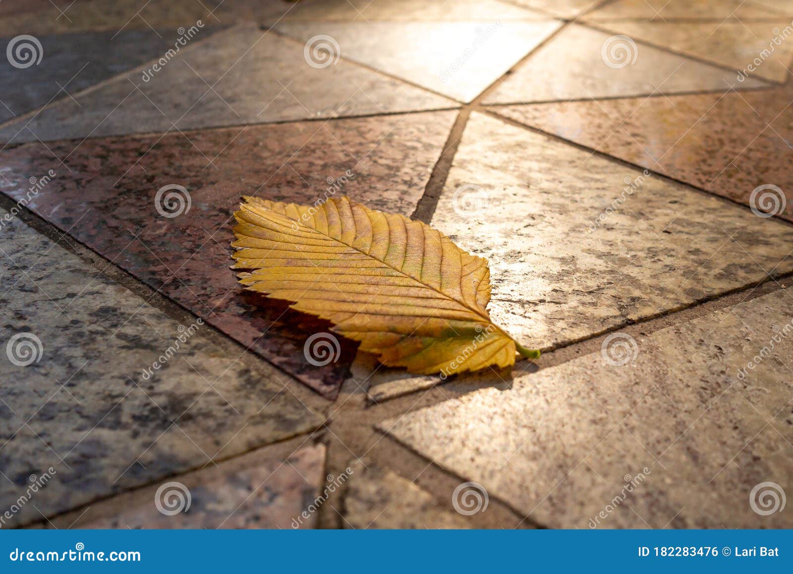 Fallen Autumn Leaf on a Decorative Polished Tile at Sunset. Close-up ...