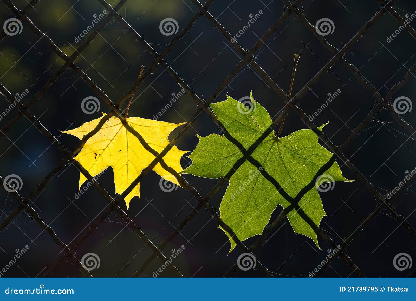 A Fallen Autumn Leaf on a Wire Fence Stock Image - Image of leaf, catch ...