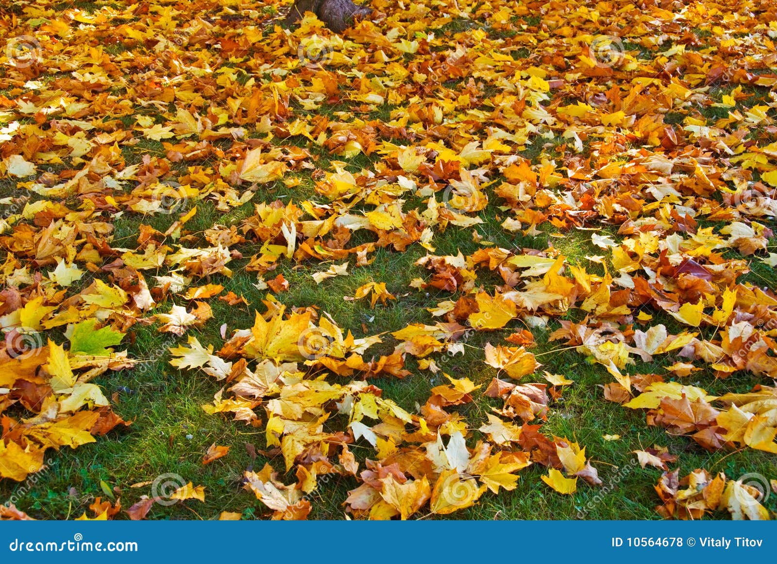 A Fallen Autumn Leaf Caught In A Washing Line Reflecting Warm Autumnal ...