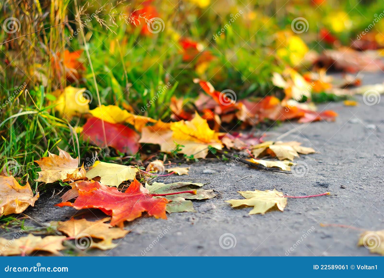 Fallen autumn leaves stock image. Image of leaves, nature - 22589061