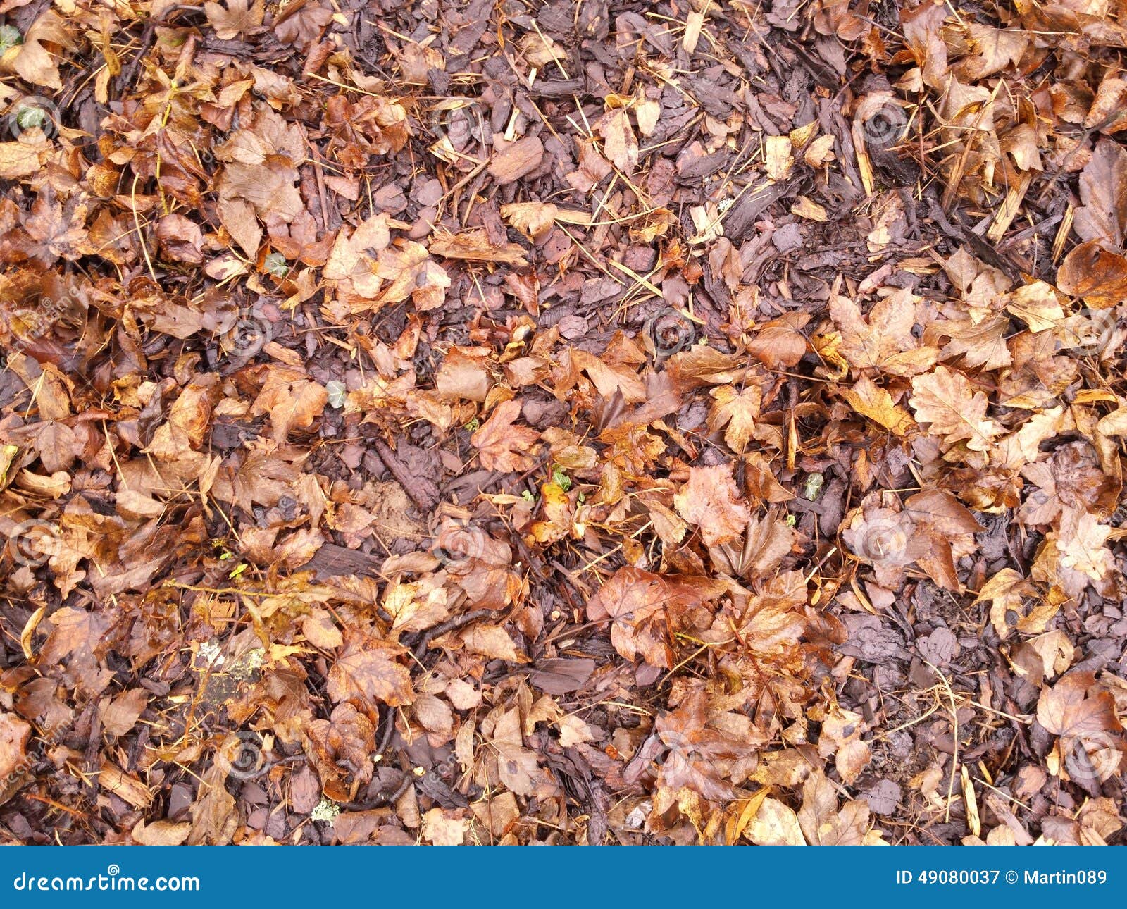 Fallen Autumn Leaves Background Stock Image - Image of backdrop ...