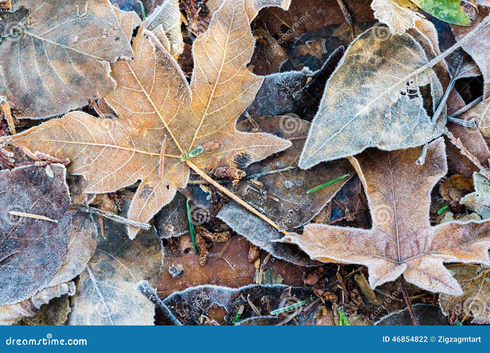 Fallen Autumn Leaves for Background Stock Photo - Image of muted ...