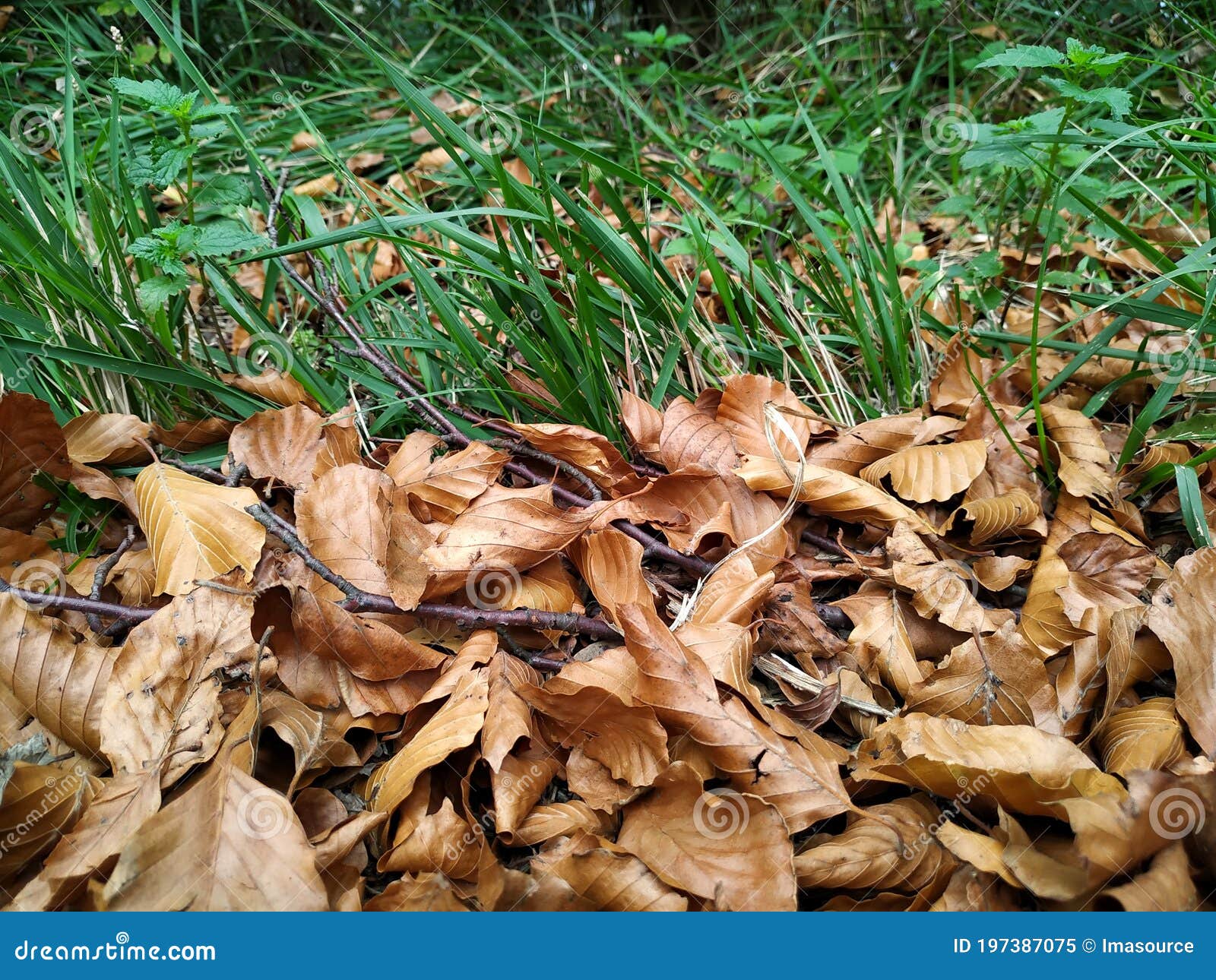 Fallen Autumn Leaves and Branches on the Grass Stock Image - Image of ...