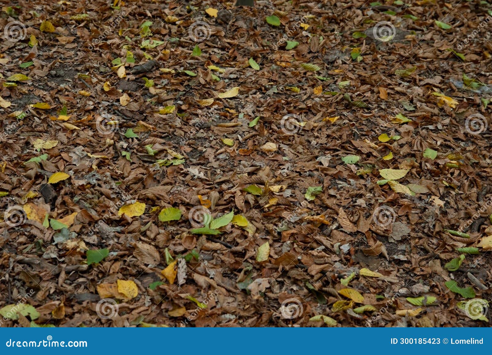Fallen Autumn Leaves Cover the Ground Stock Image - Image of october ...