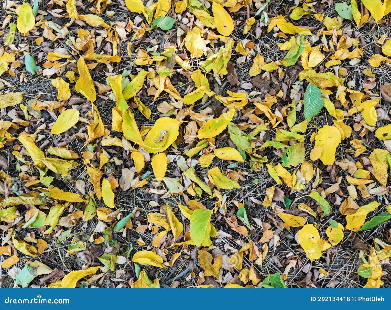 Fallen Autumn Leaves on Dry Grass in the Forest, Top View Stock Photo ...