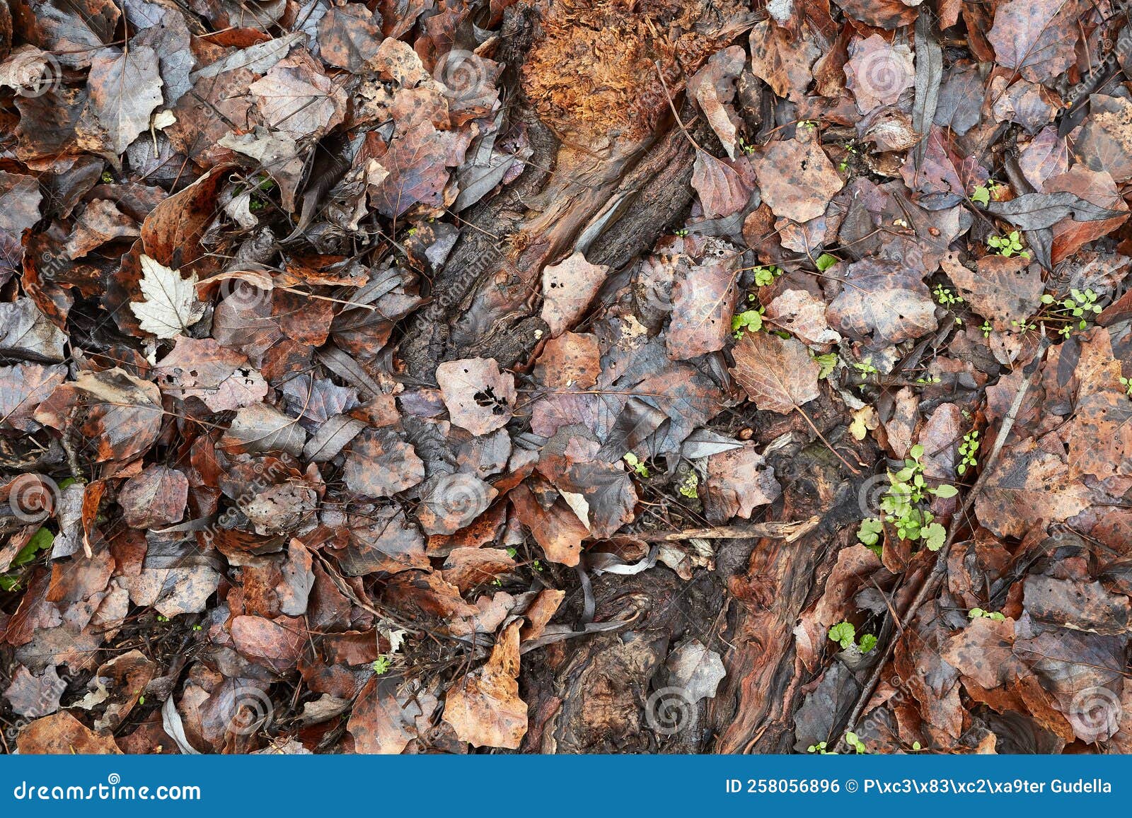 Fallen autumn leaves stock photo. Image of organic, nature - 258056896