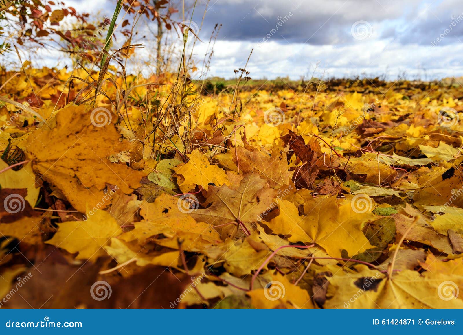 Fallen Autumn Leaves on Field of Countryside Stock Image - Image of ...