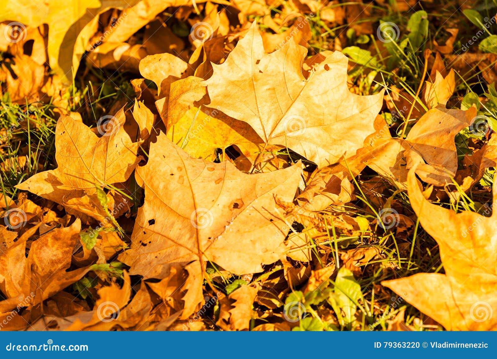 Fallen autumn leaves stock photo. Image of plant, flower - 79363220