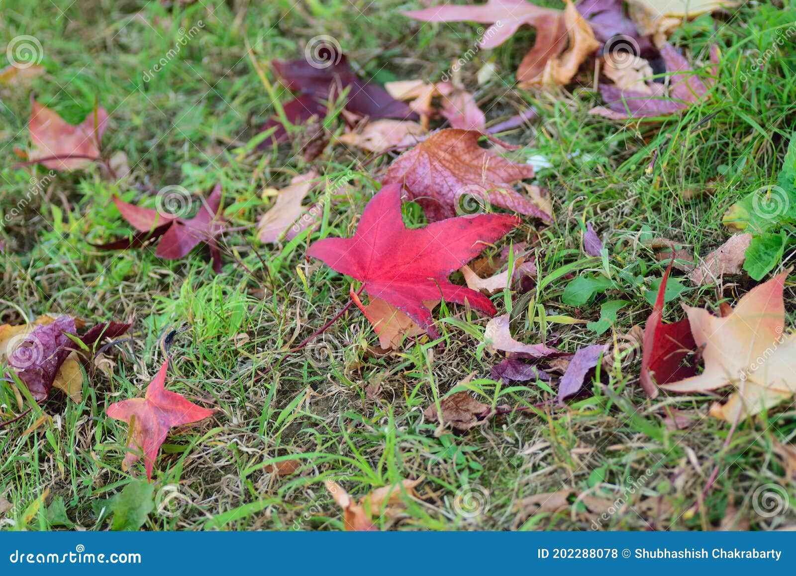 Fallen Autumn Leaves on Grass Floor Stock Photo - Image of autumn ...