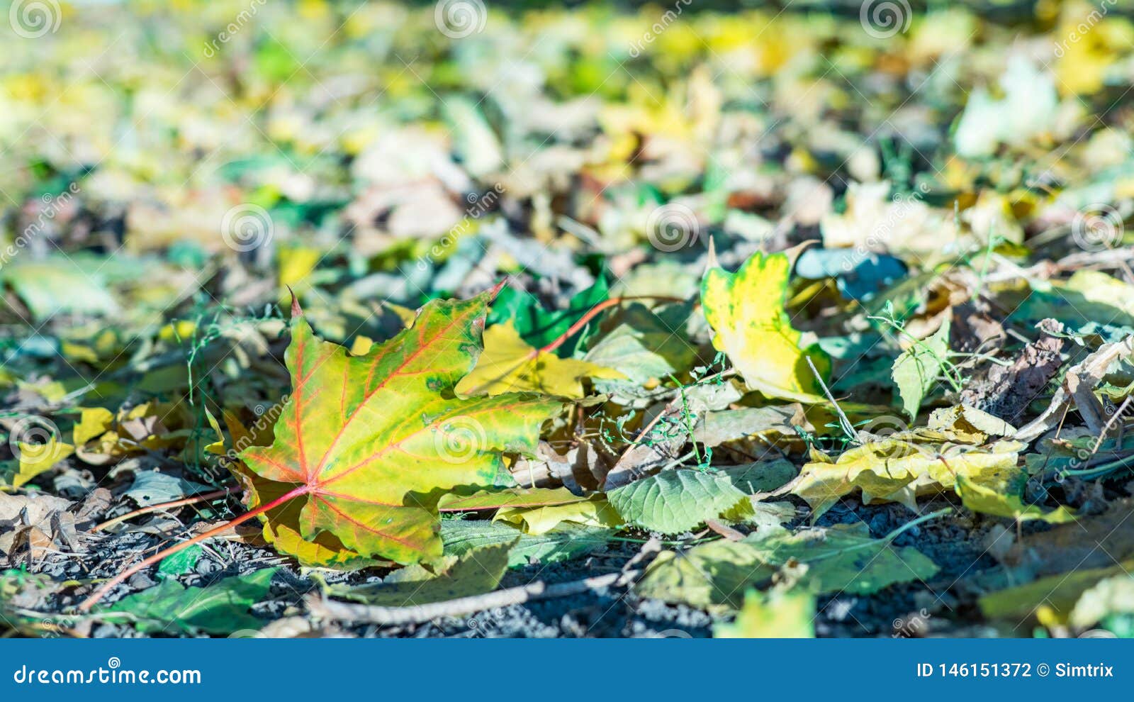 Fallen Autumn Leaves on Grass in Moscow, Red Square. Stock Photo ...