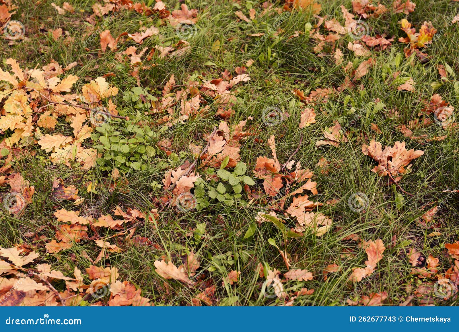 Fallen Autumn Leaves on Green Grass Outdoors Stock Image - Image of ...