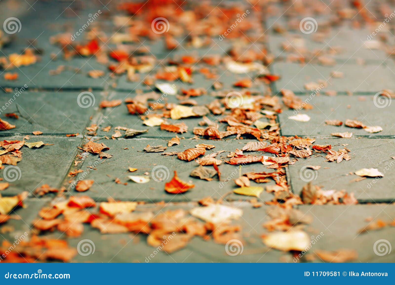 A Fallen Autumn Leaf Caught In A Washing Line Reflecting Warm Autumnal ...