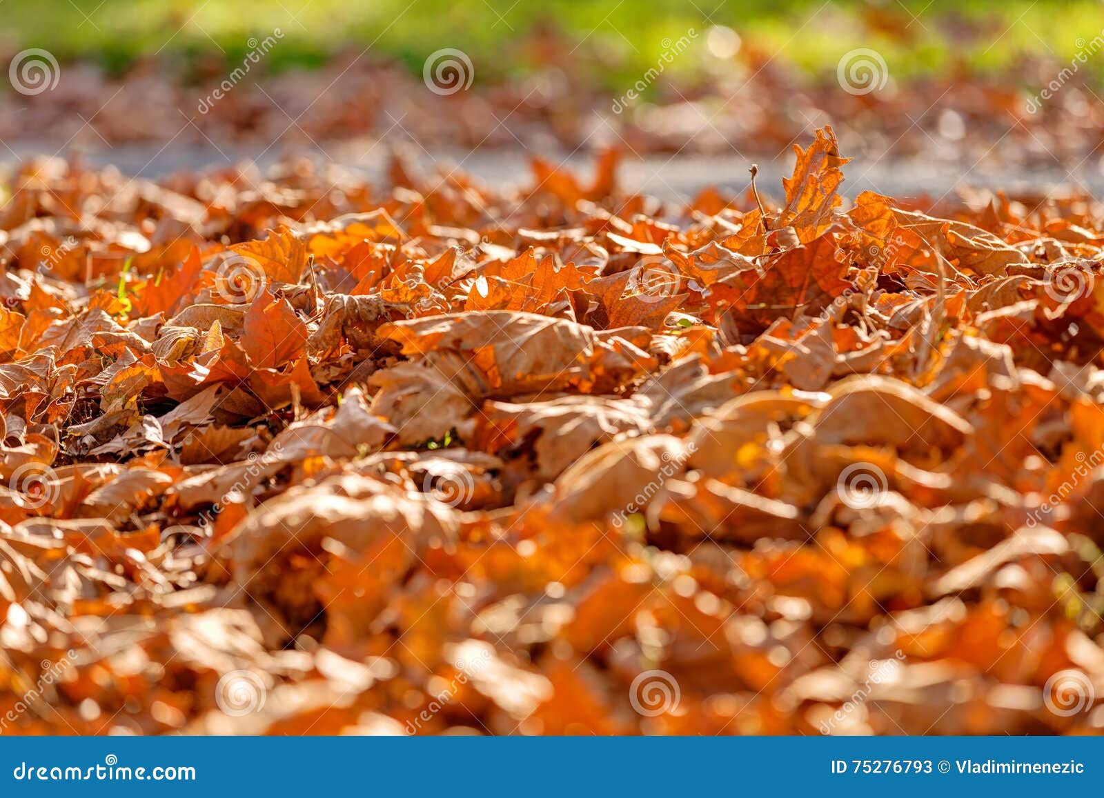 Fallen autumn leaves stock image. Image of season, nature - 75276793
