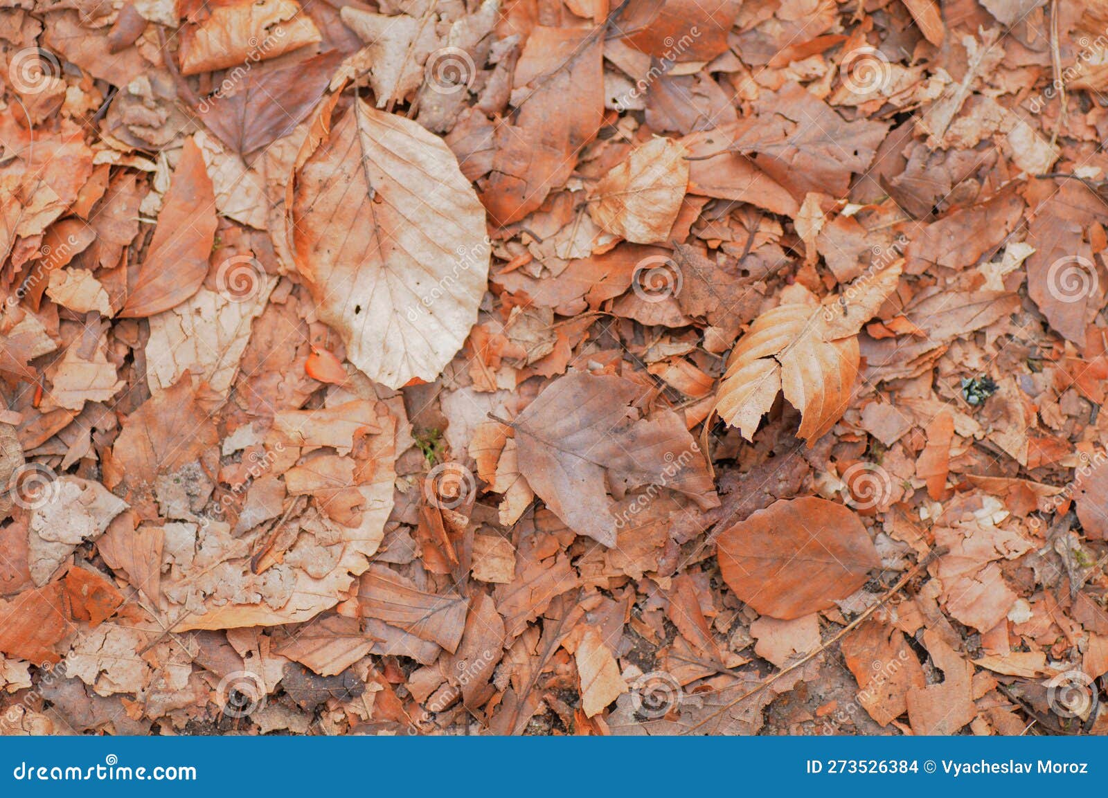 Fallen Autumn Leaves on the Ground in the Forest. Stock Photo - Image ...