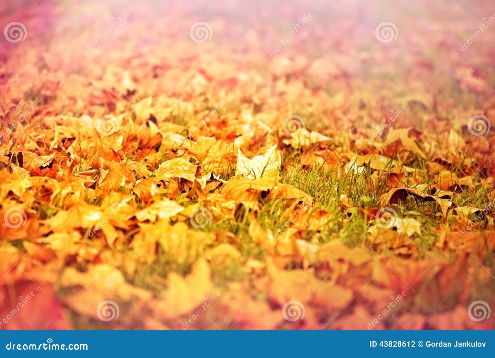 Fallen Autumn Leaves on the Ground Stock Photo - Image of botanical ...