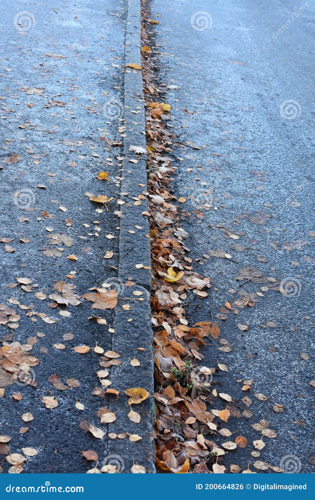 Pavement with Fallen Autumn Colored Leaves Stock Photo - Image of ...