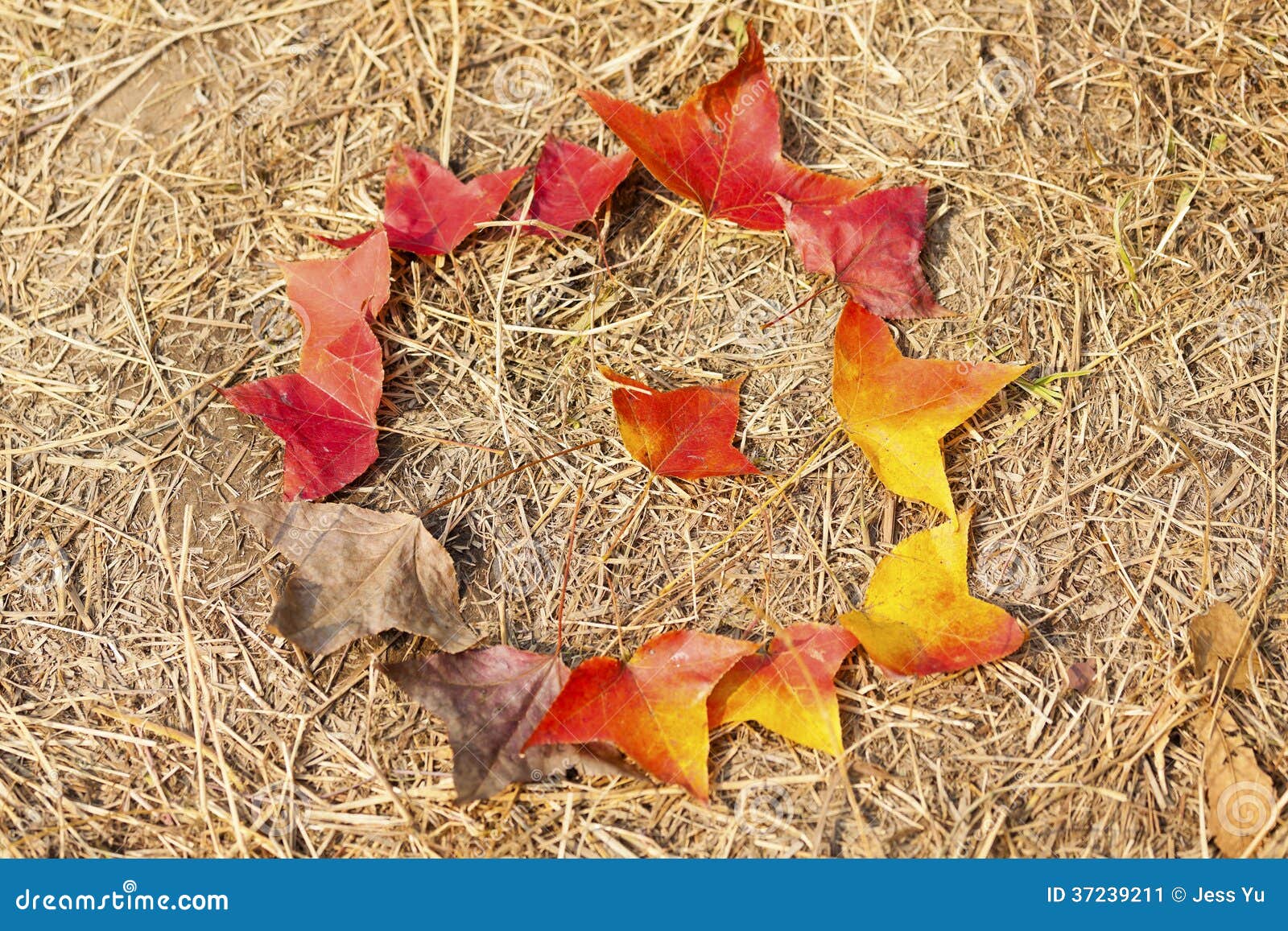 Fallen Autumn Leaves Life Cycle Stock Image - Image of forest, fall ...