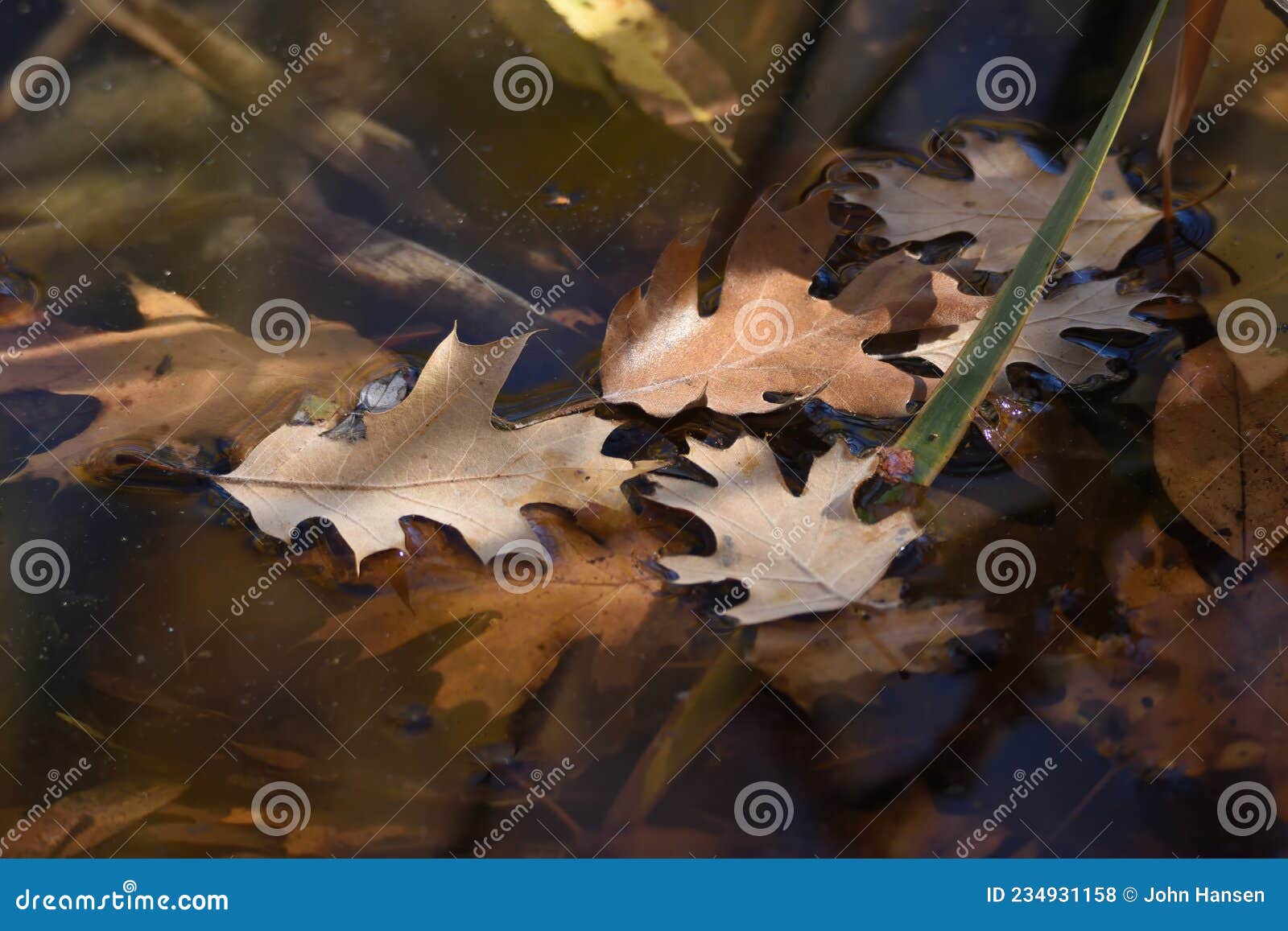 Floating oaks stock photo. Image of lake, fall, wetlands - 234931158