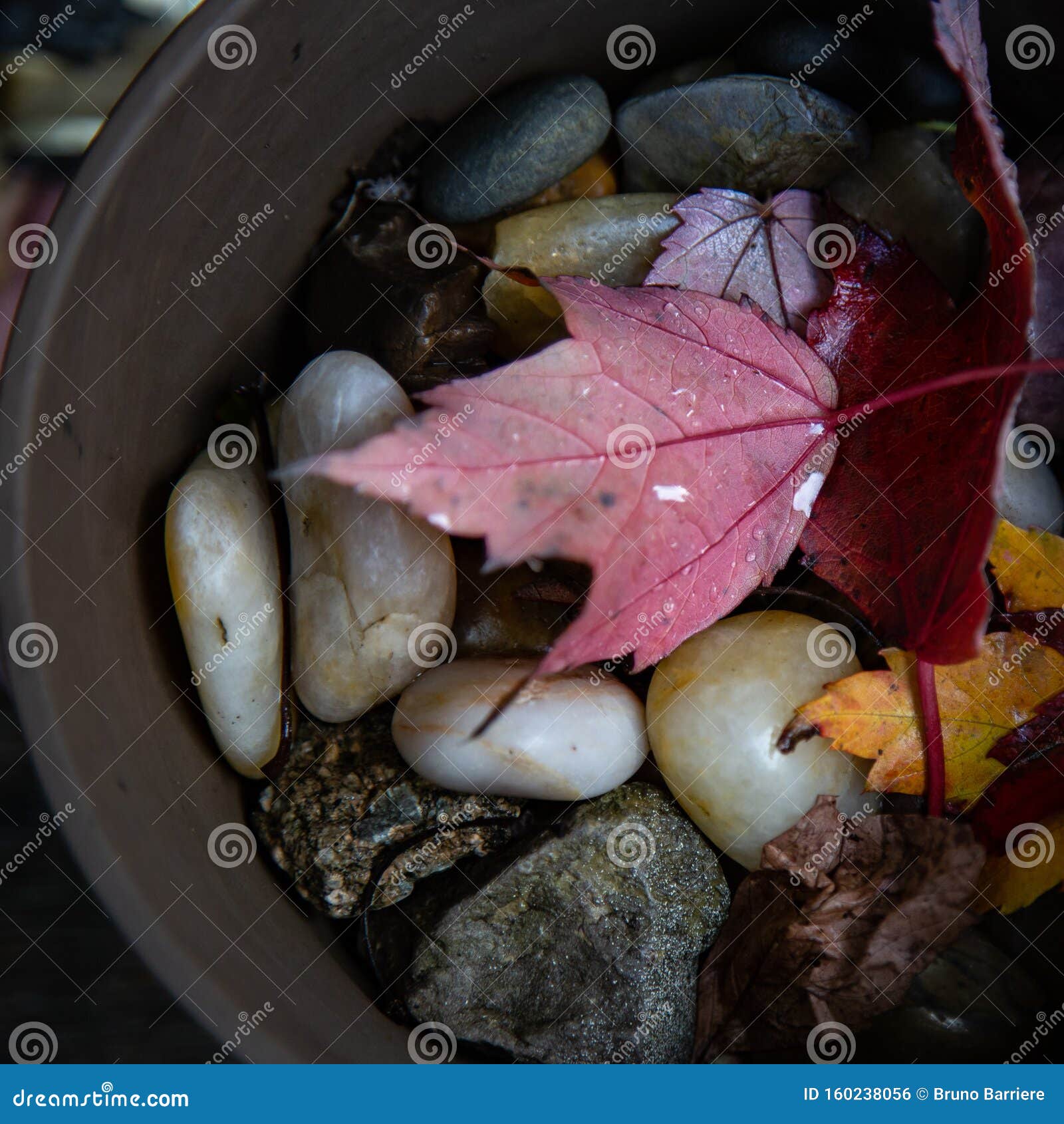 Autumn leaves stock photo. Image of color, bright, water - 160238056