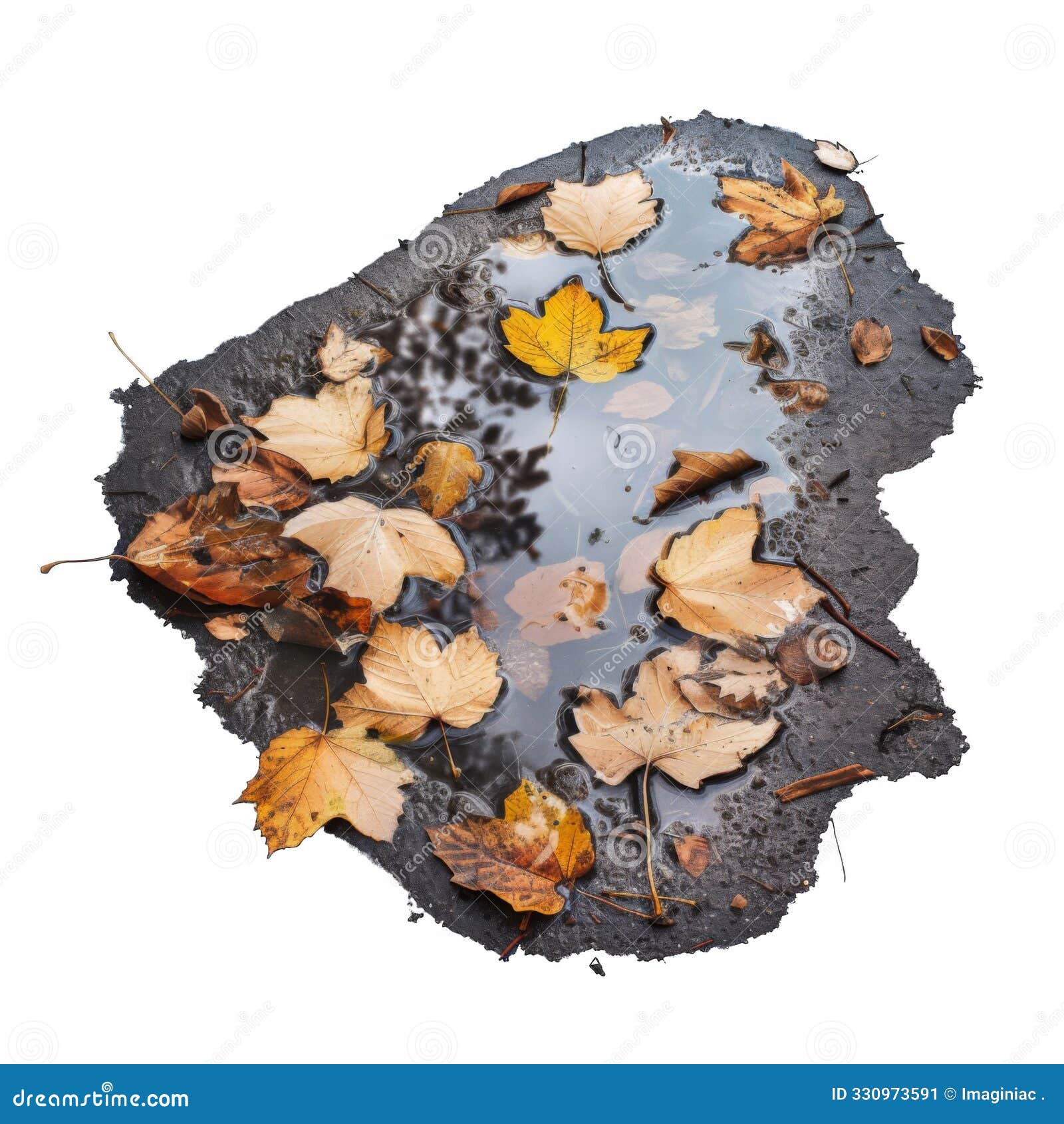 Fallen Autumn Leaves in a Puddle on a Black Background Stock ...