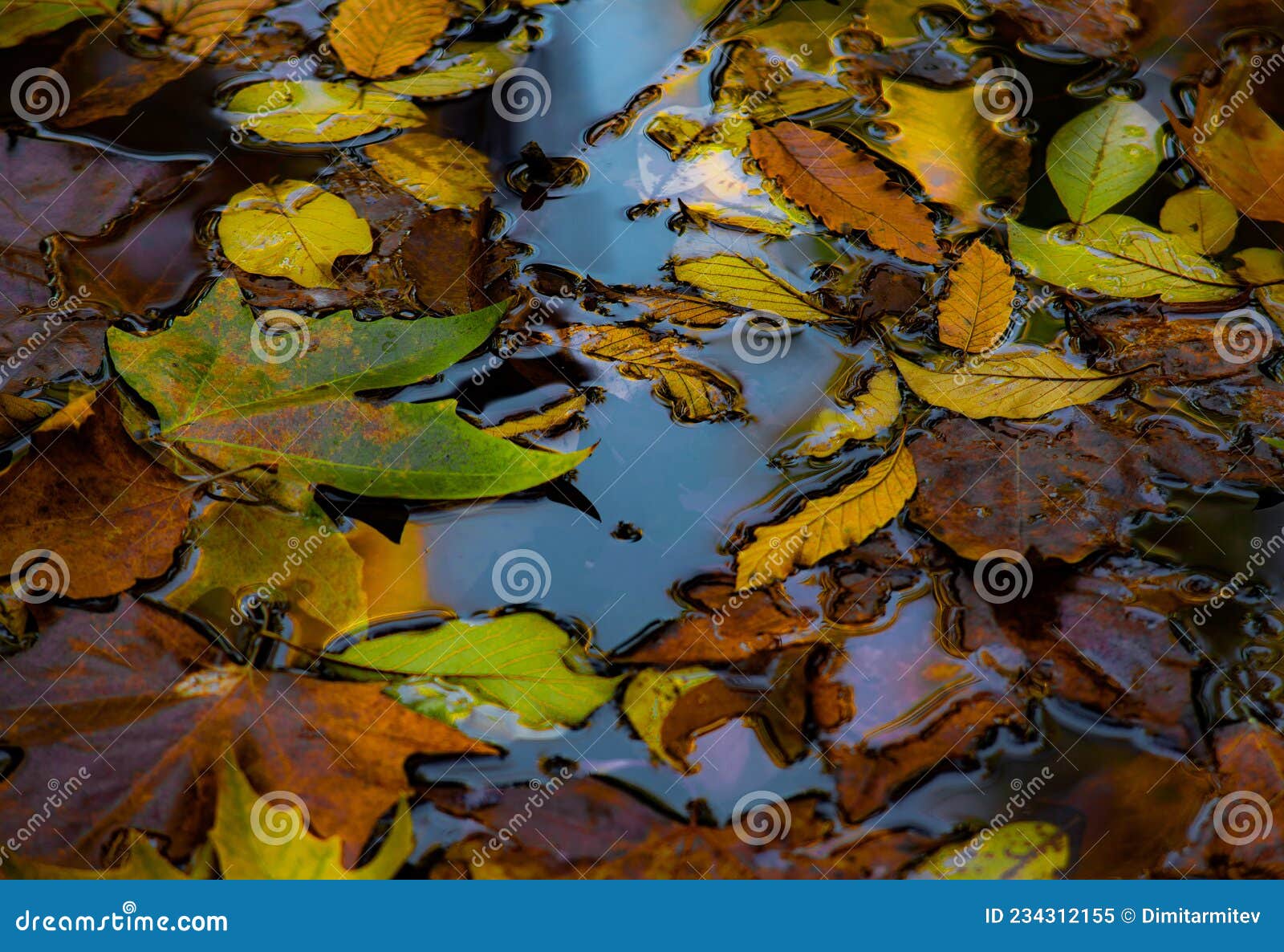 Fallen Autumn Leaves in a Puddle of Rainwater Stock Image - Image of ...