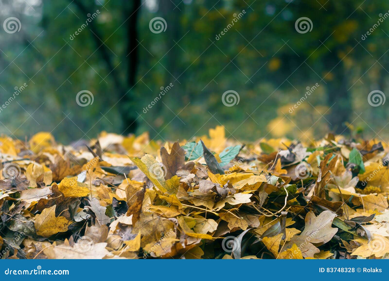 Fallen autumn leaves stock photo. Image of plants, blurred - 83748328