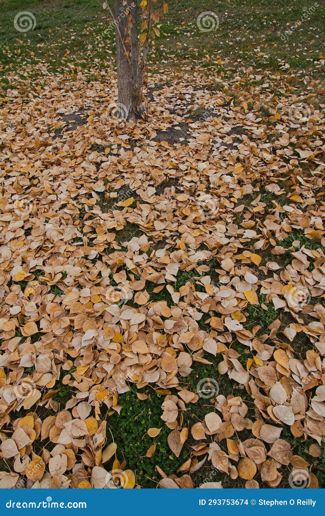 Fallen Autumn Leaves Scattered at the Base of a Tree Stock Photo ...