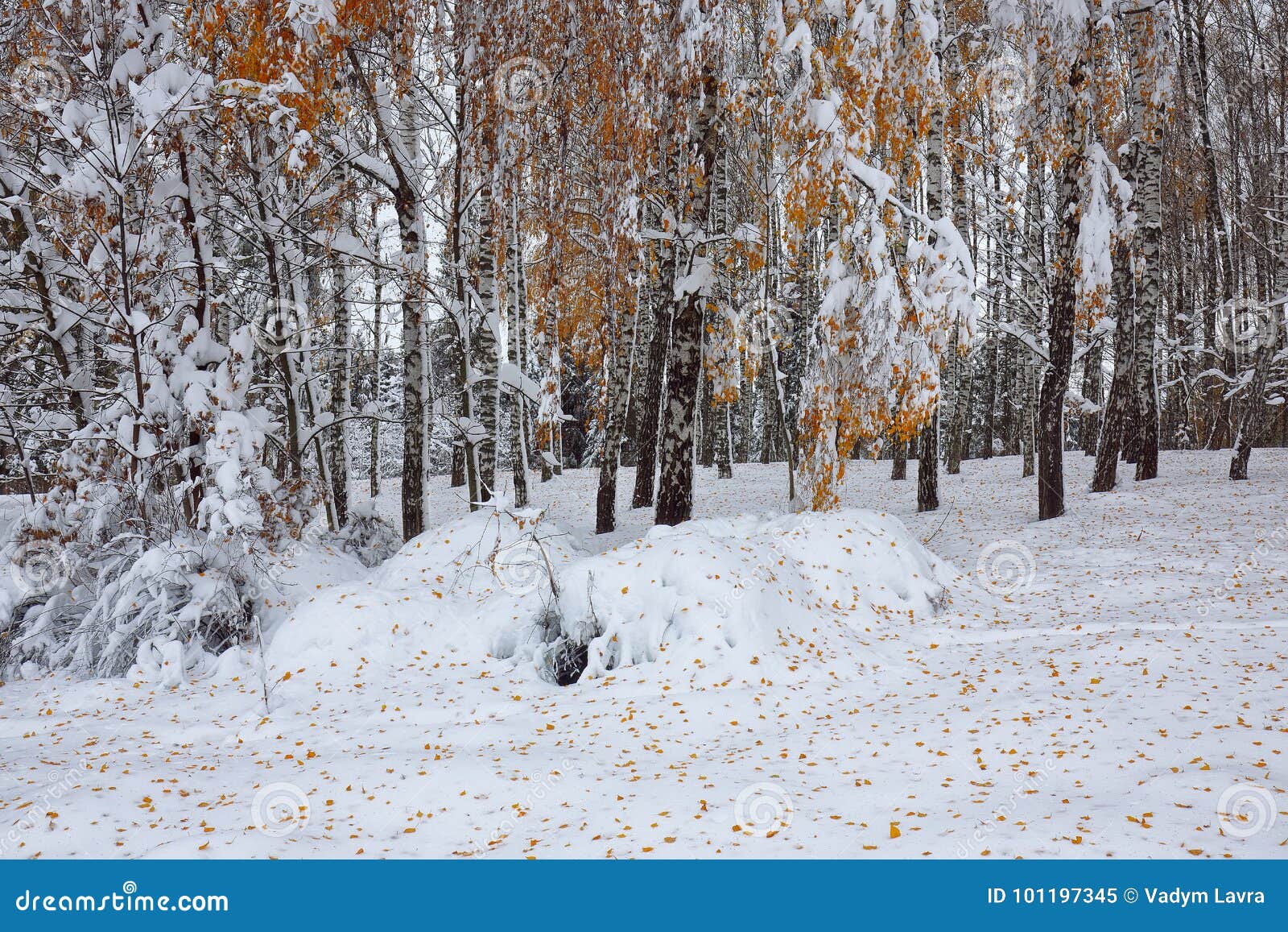 Fallen Autumn Leaves on Snow in the Forest Stock Image - Image of ...