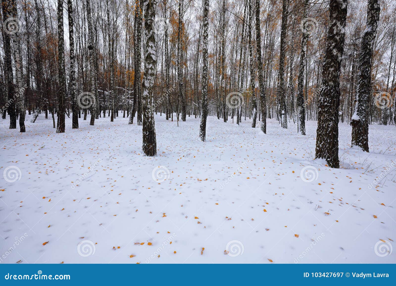 Fallen Autumn Leaves on Snow in the Forest Stock Image - Image of ...