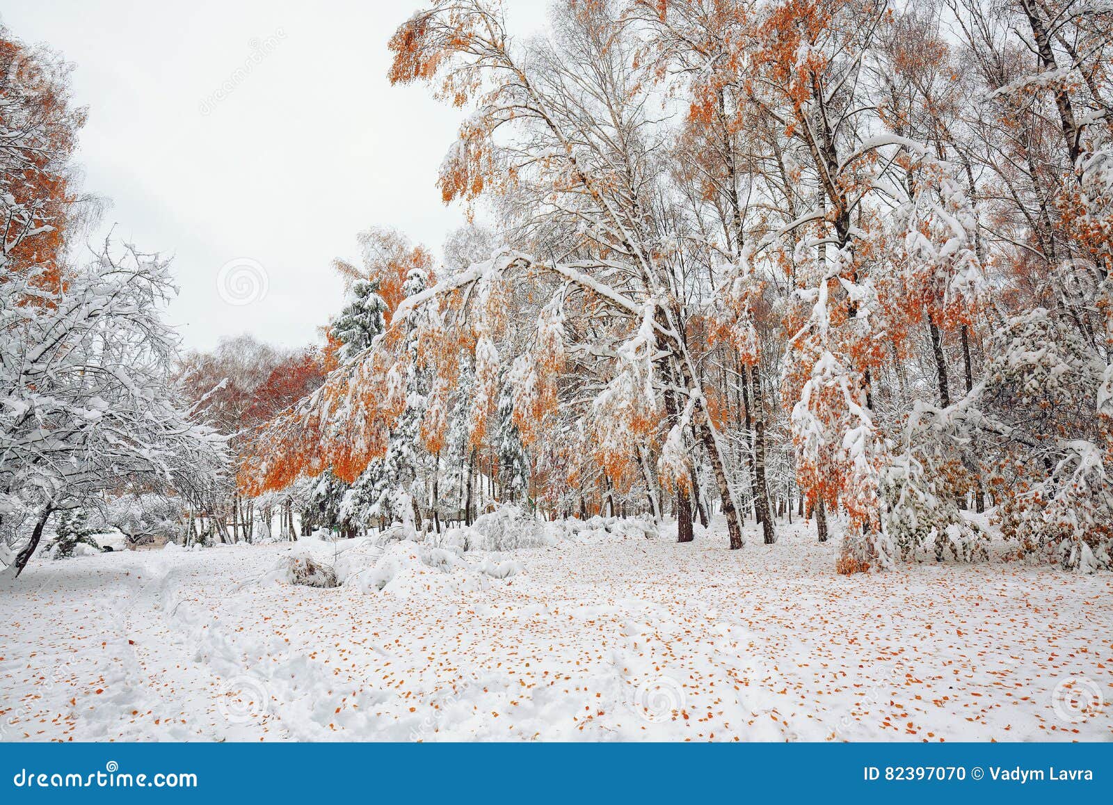 Fallen Autumn Leaves on Snow in the Forest Stock Photo - Image of ...