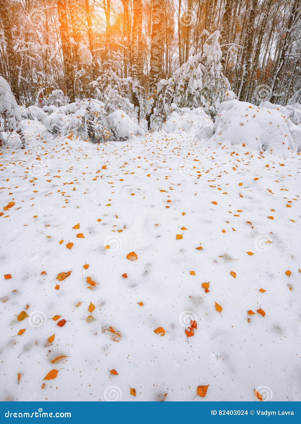 Fallen Autumn Leaves on Snow in the Forest Stock Photo - Image of ...