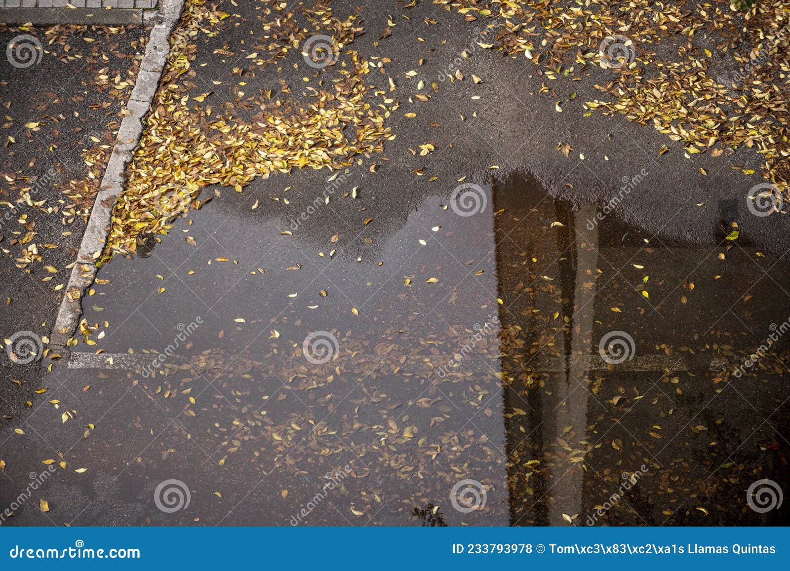 Fallen Autumn Leaves on the Tar Ground with a Large Stock Photo - Image ...