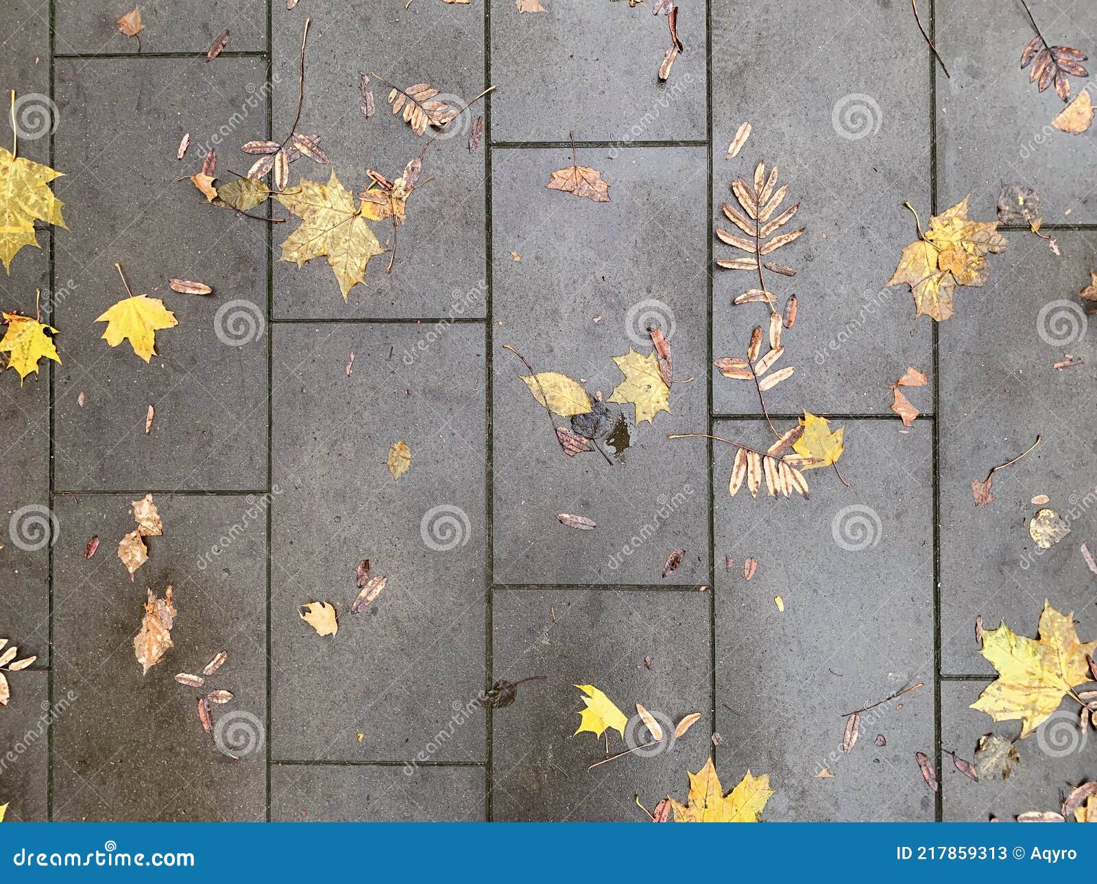 Fallen Autumn Leaves on Tiles Stock Image - Image of flora, weather ...