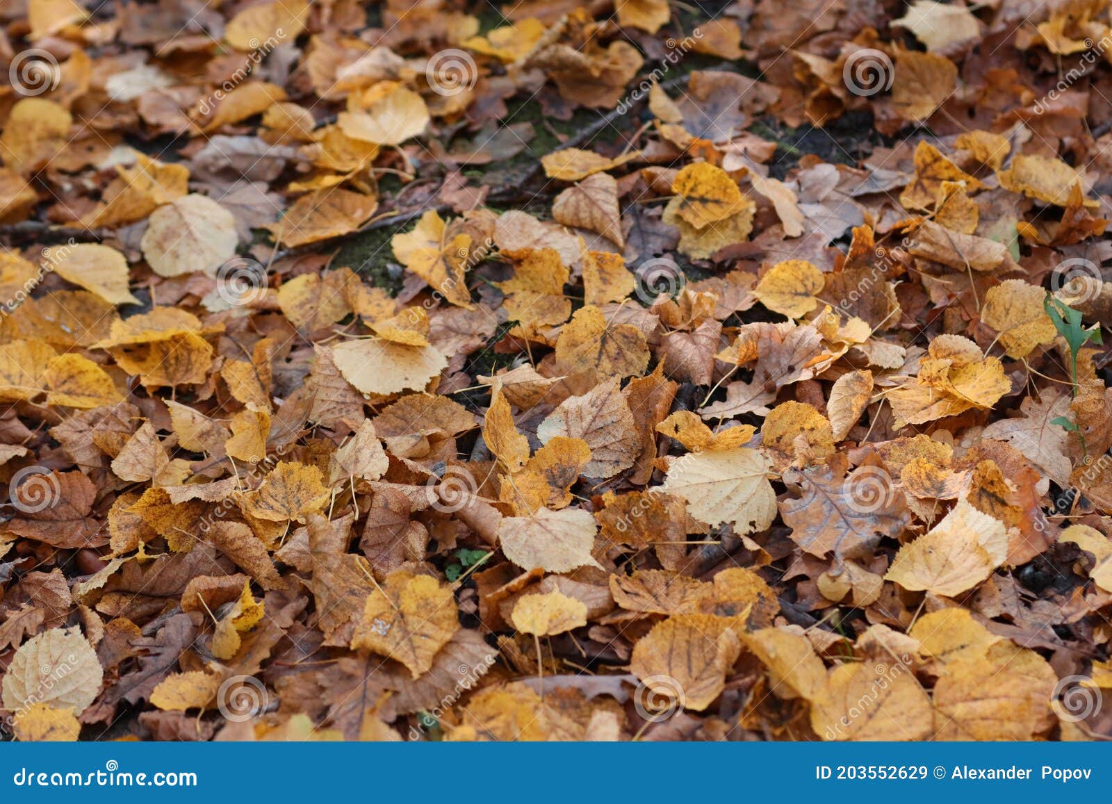 Fallen autumn leaves stock image. Image of bright, branches - 203552629