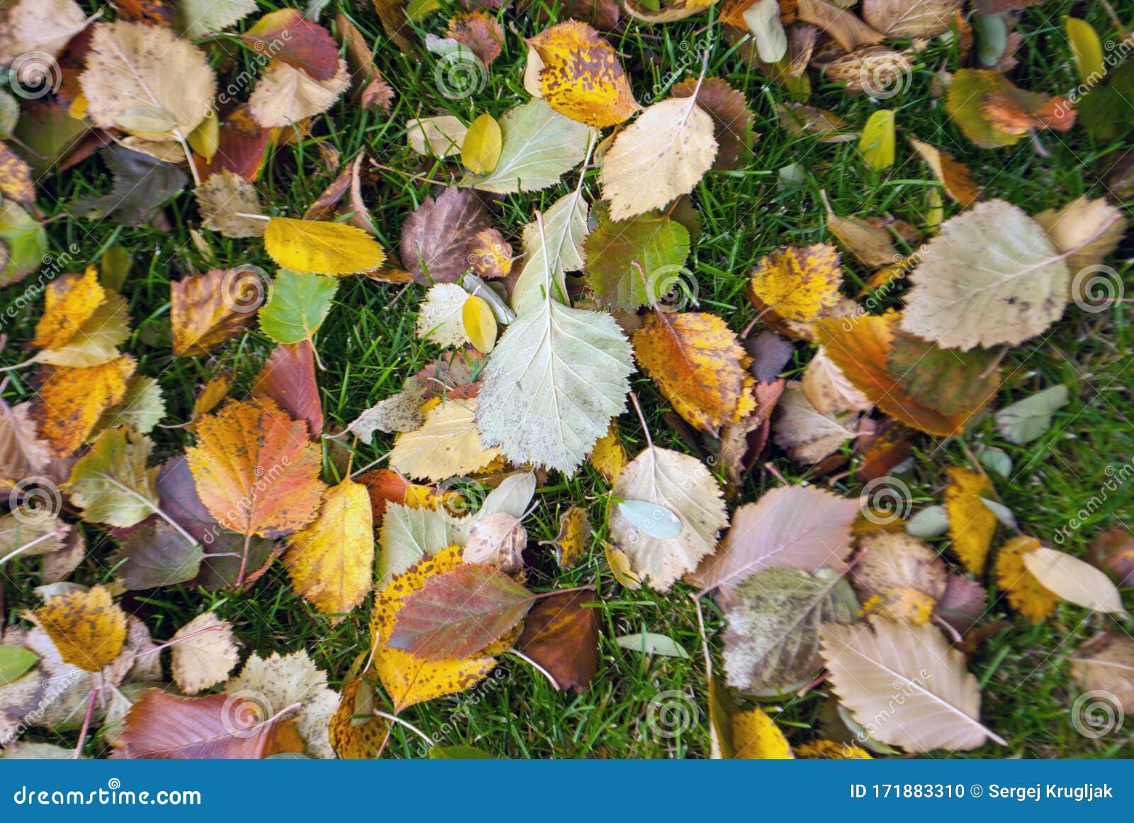 Fallen Autumn Leaves. Top View for Wallpaper Stock Photo - Image of ...