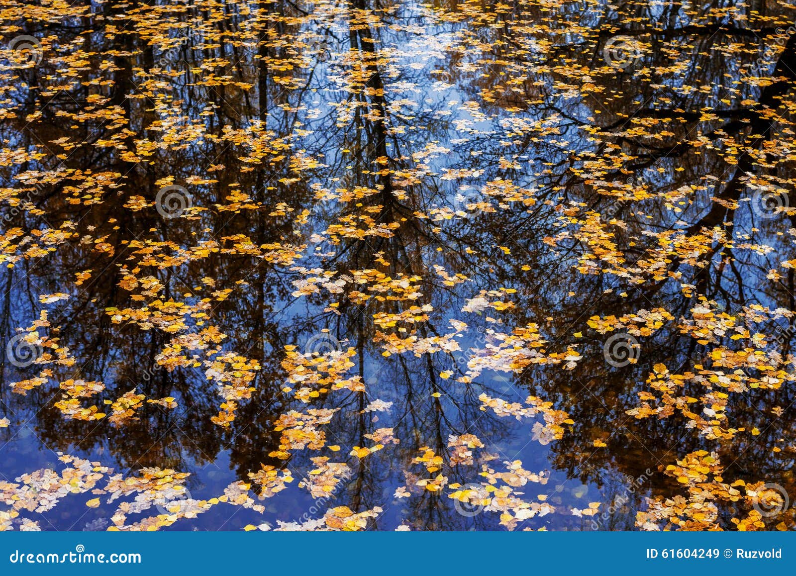 Fallen Autumn Leaves on the Water Stock Image - Image of colorful, park ...