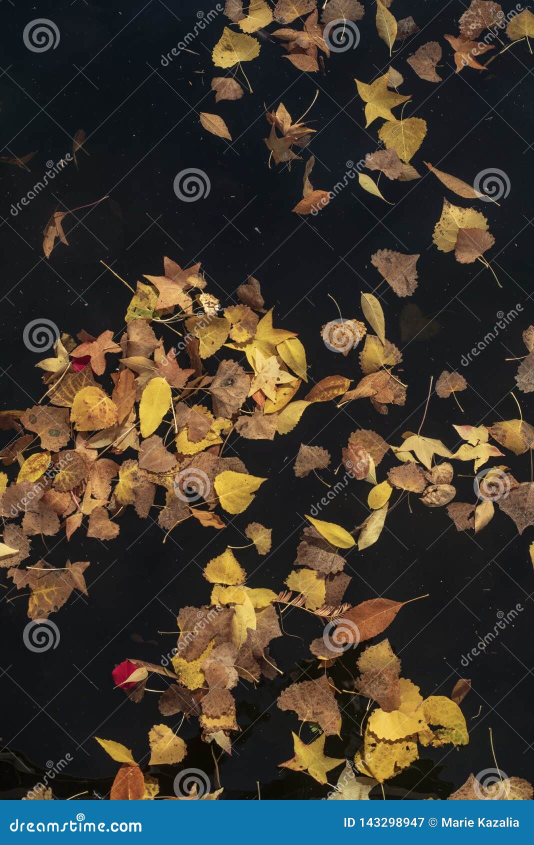 Fallen Autumn Leaves Yellow Red Brown Floating On Surface Of Water