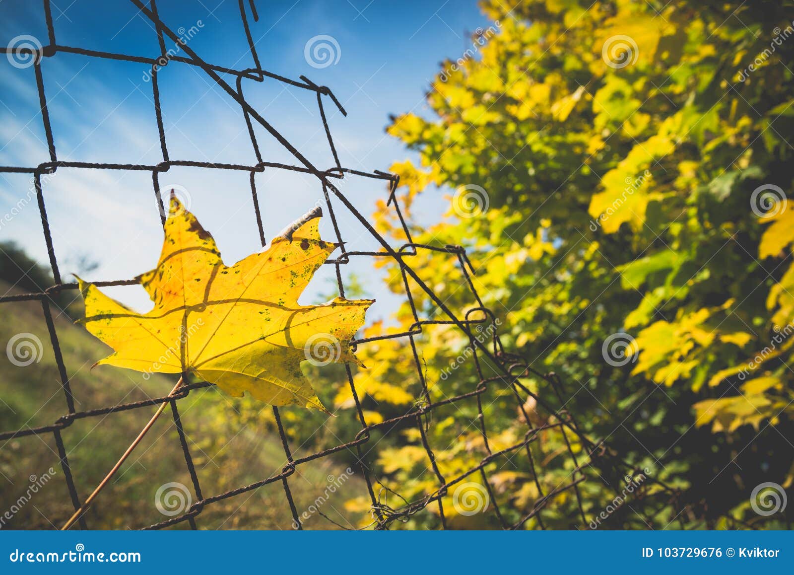 Fallen Autumn Maple Tree Leaf Caught on Rusty Wire Mesh Fence Stock ...