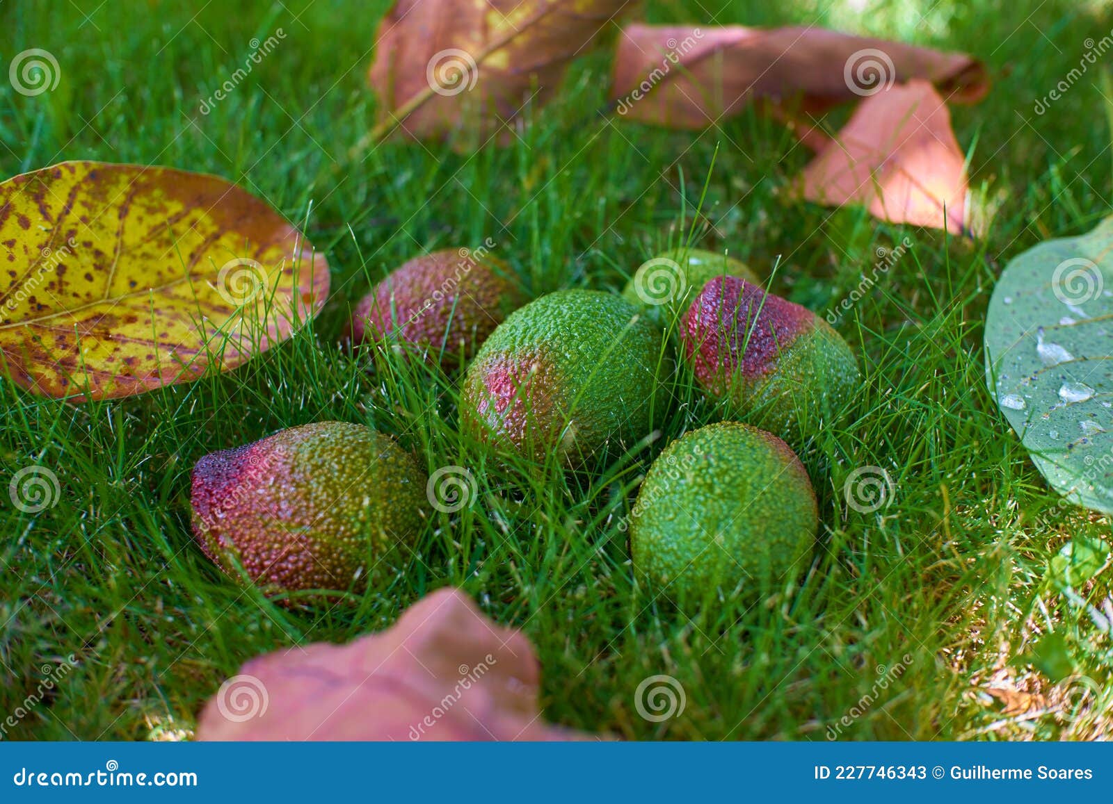 Fallen Avocado Lying on the Grass Lawn, Healthy Organic Food Stock ...