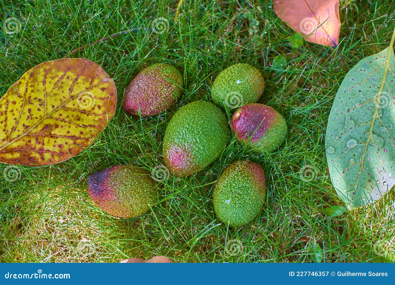 Fallen Avocados on the Grass Field, Healthy Natural Food Stock Image ...