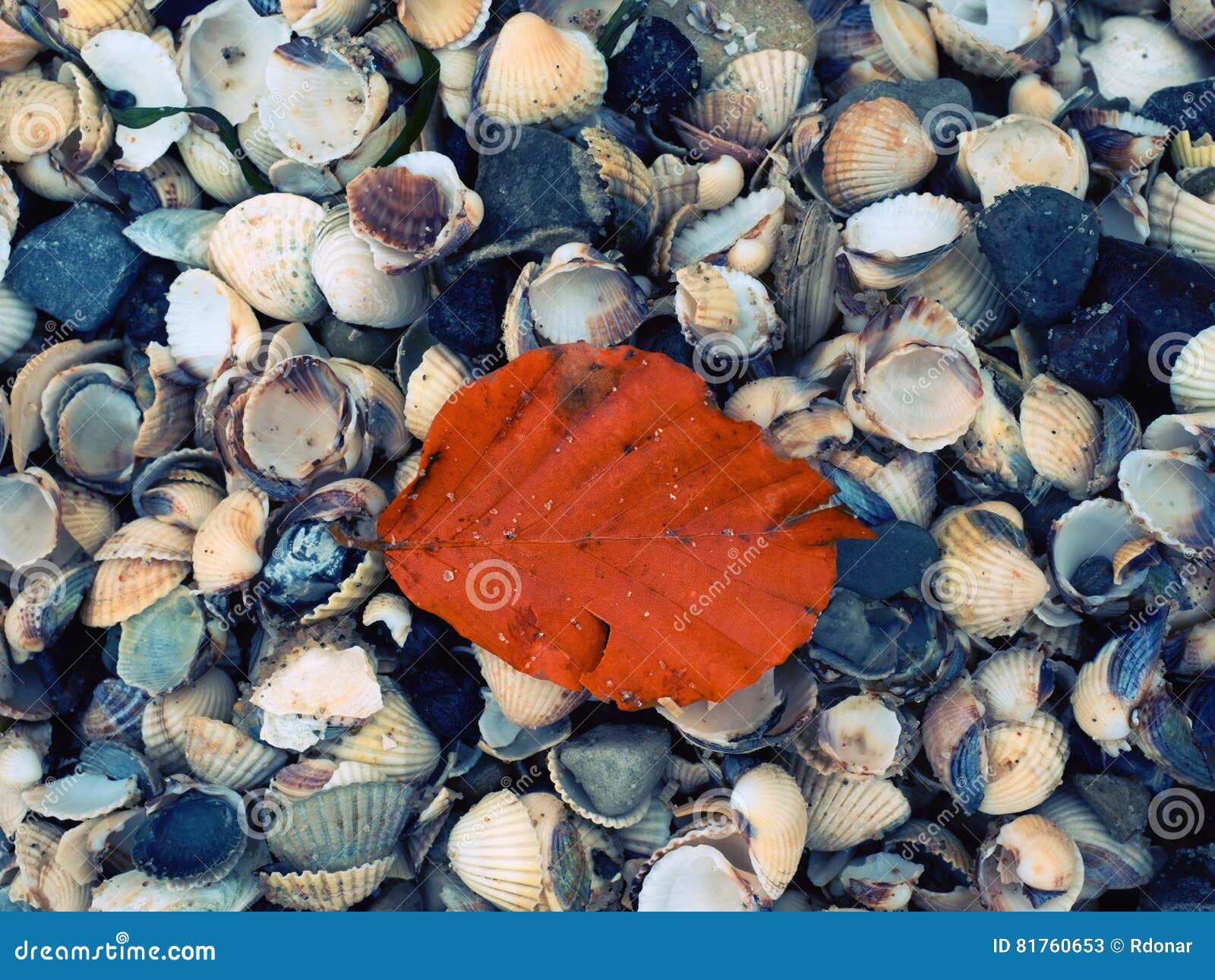 Fallen Beech Leaf on Thousands Seashells, Empty Shell on Beach Stock ...