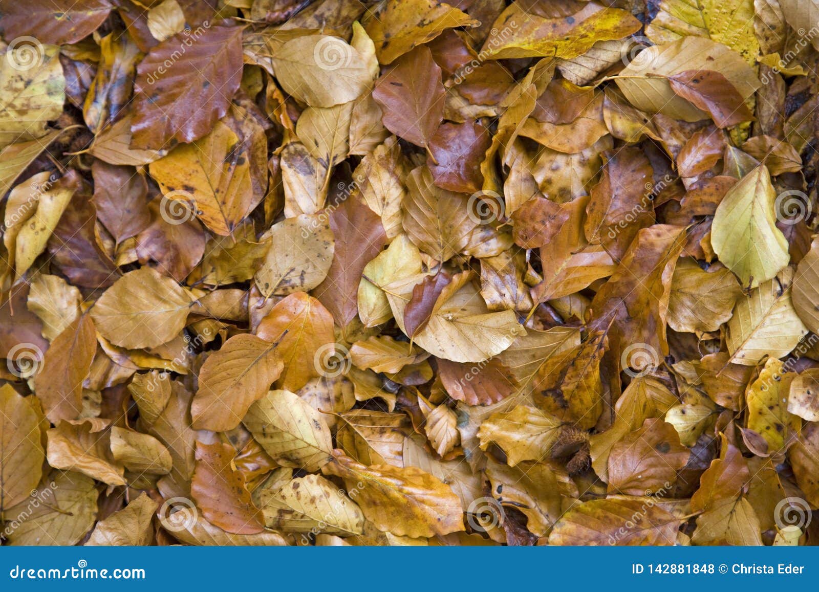 Fallen beech leaves stock photo. Image of leaves, book - 142881848