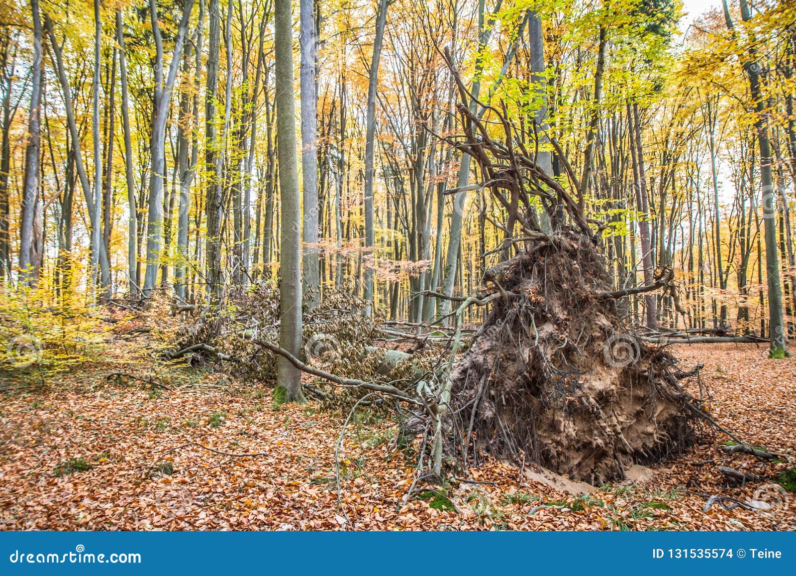 Fallen beech tree stock photo. Image of beech, detail - 131535574