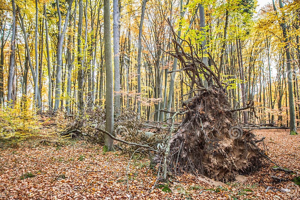 Fallen beech tree stock photo. Image of beech, detail - 131535574