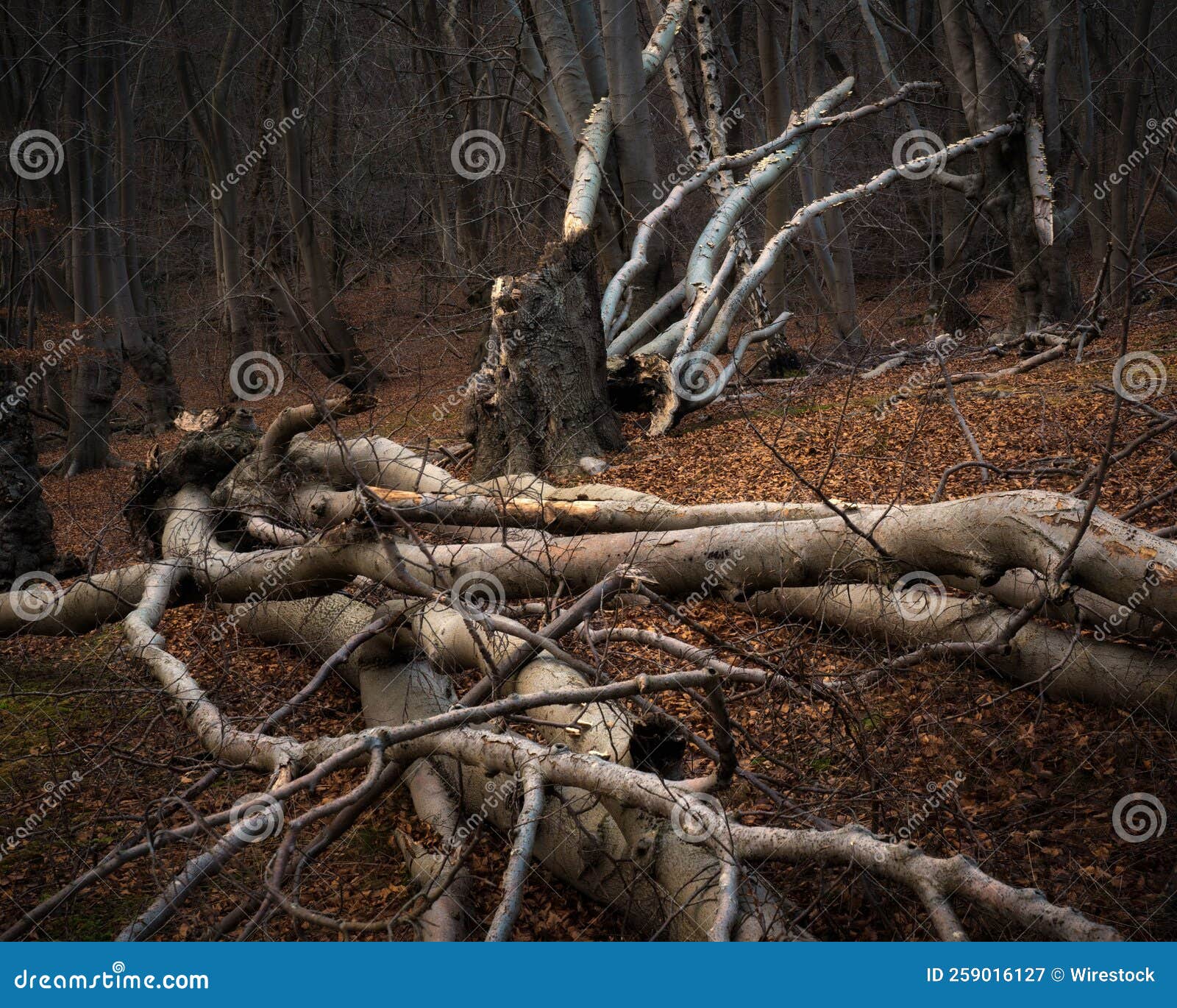 Fallen Beech Tree Trunks and Branches Over Autumn Foliage Captured in ...