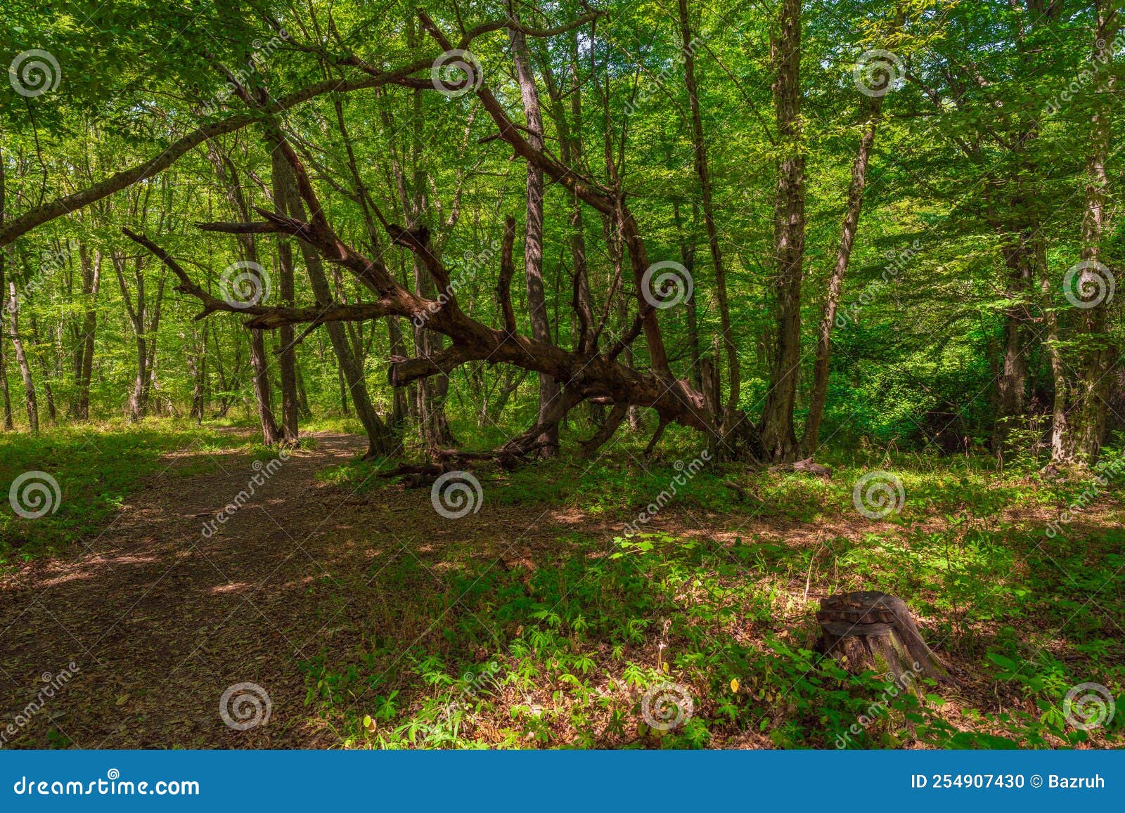Fallen Big Tree in the Green Forest Stock Photo - Image of dead, dense ...
