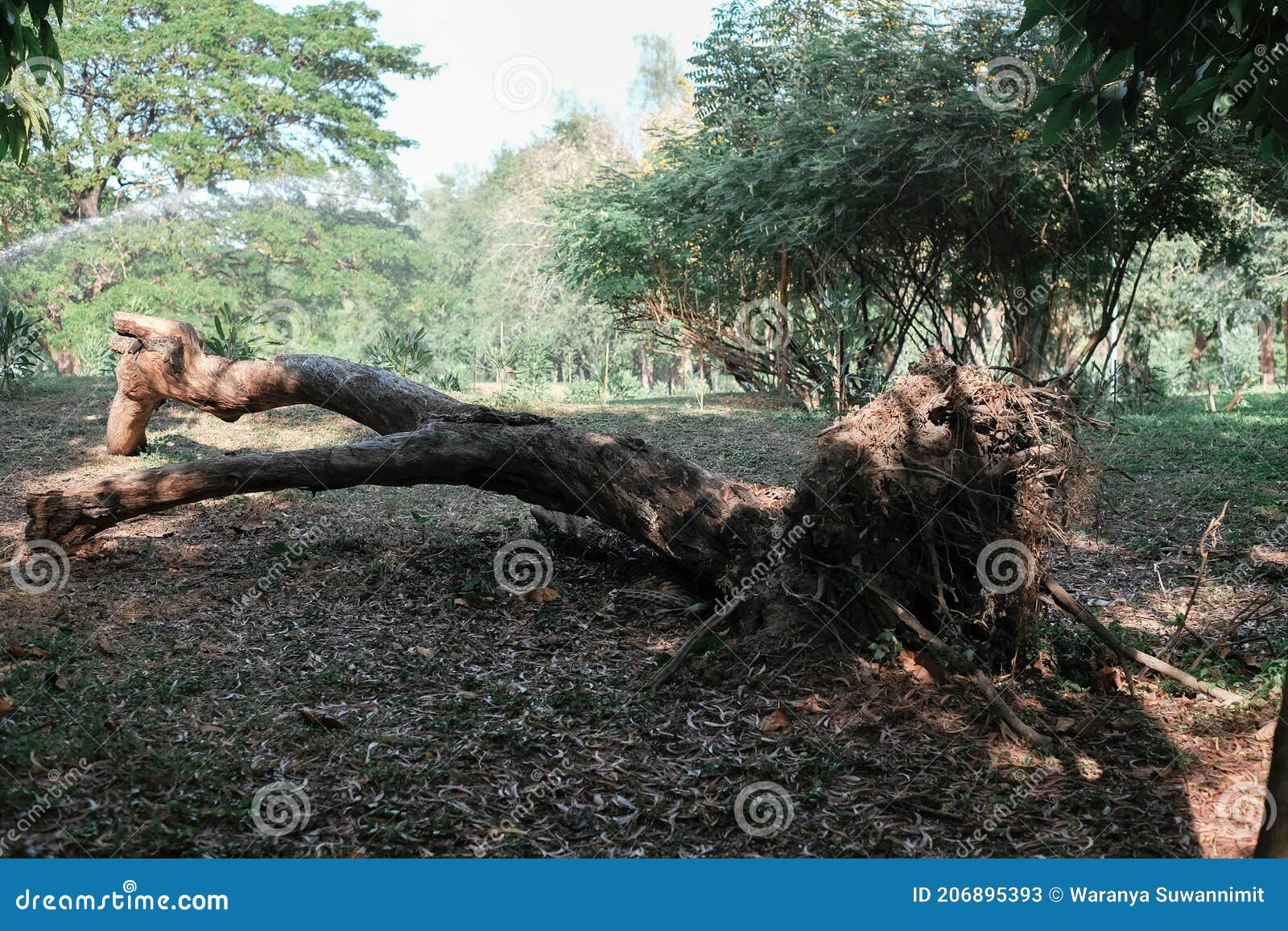 A Fallen Big Tree is Rotting in the Middle Stock Image - Image of hour ...