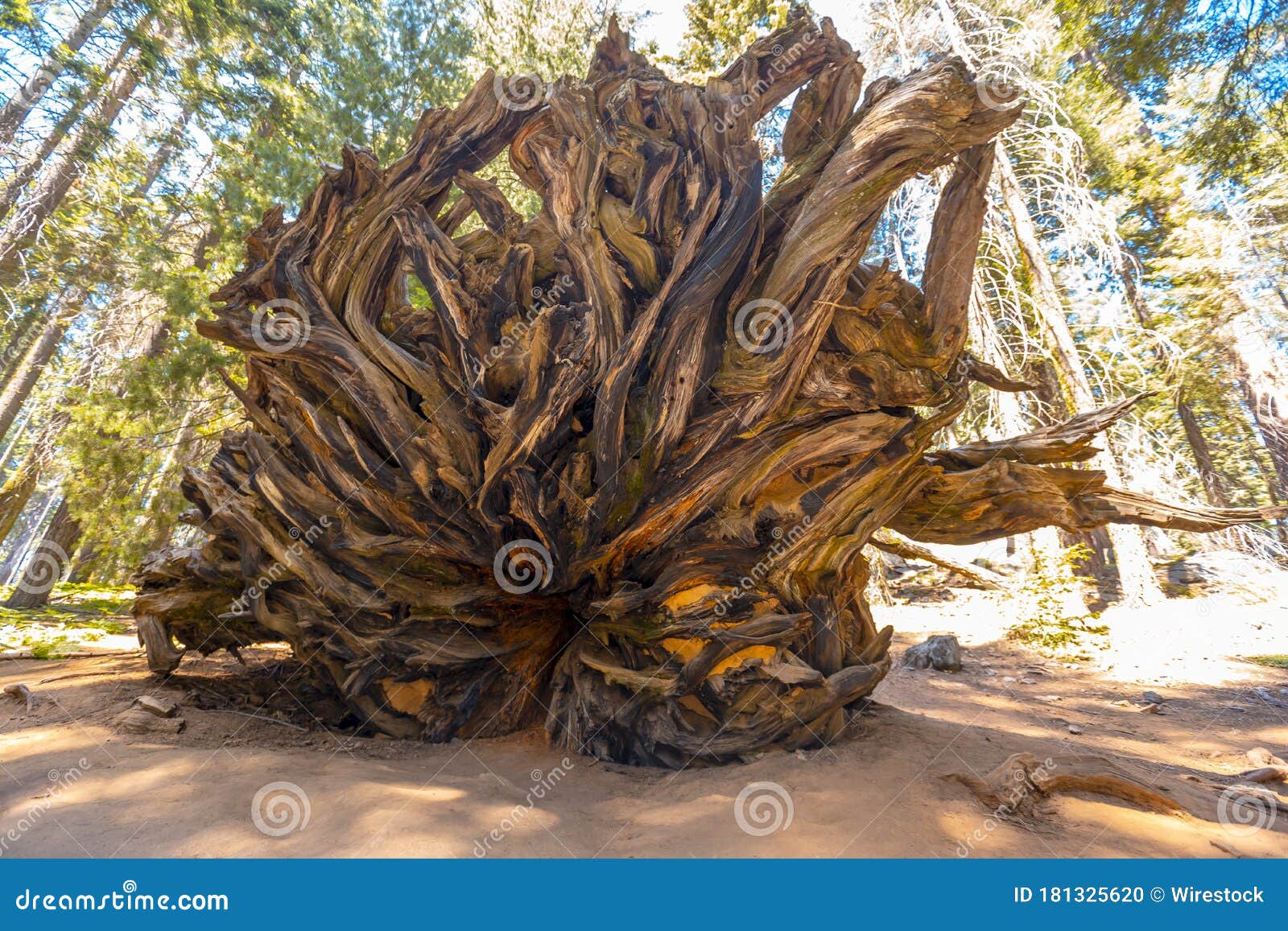 Fallen Big Tree in Sequoia National Park, California with Blurry Trees ...